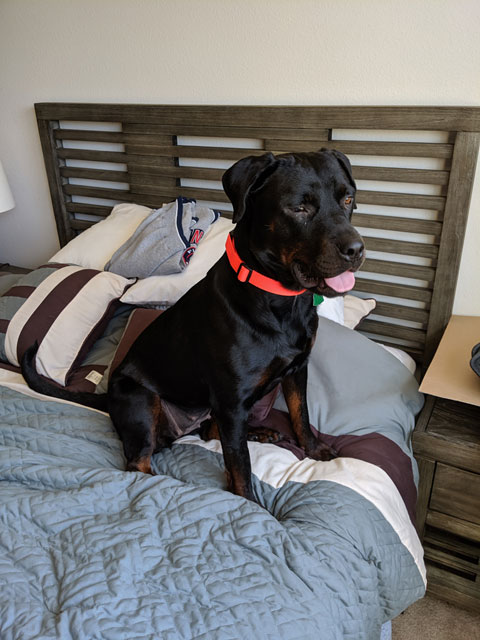 What does your dog's tail wag mean? - YaGoogly!